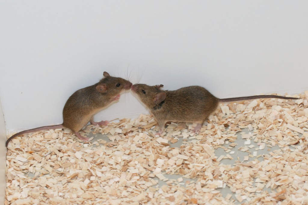 BMC Series blog Choosing the right mate could help your offspring to ...