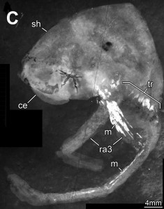 BMC Series blog It’s an eyeball with legs! Discovering more about the ...