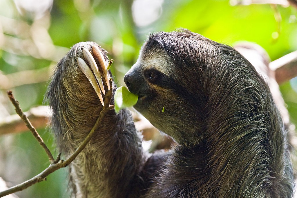 BMC Series blog Slothful trends in evolution: from walking giants to ...