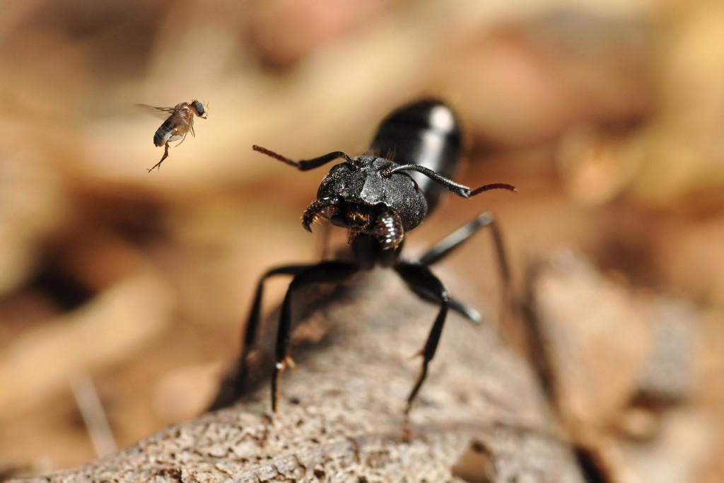 BMC Series blog Behind the image: Ant being attacked by a fly