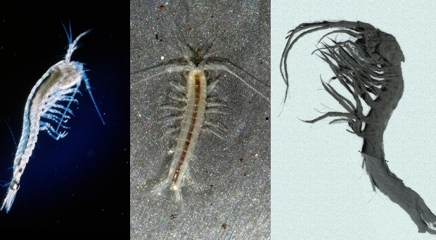 BMC Series blog What can the brains of blind crustaceans tell us about ...