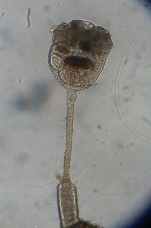 BMC Series blog A closer look at a creeping, crawling, curious animal