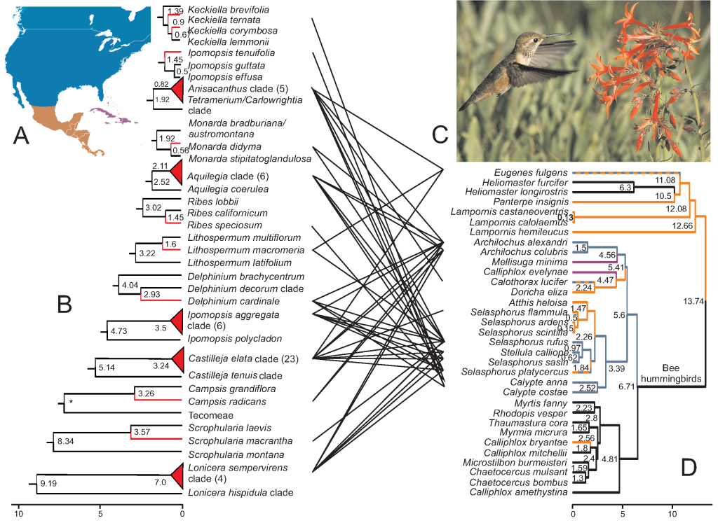 BMC Series blog Hummingbirds and plants: an evolutionary love affair?