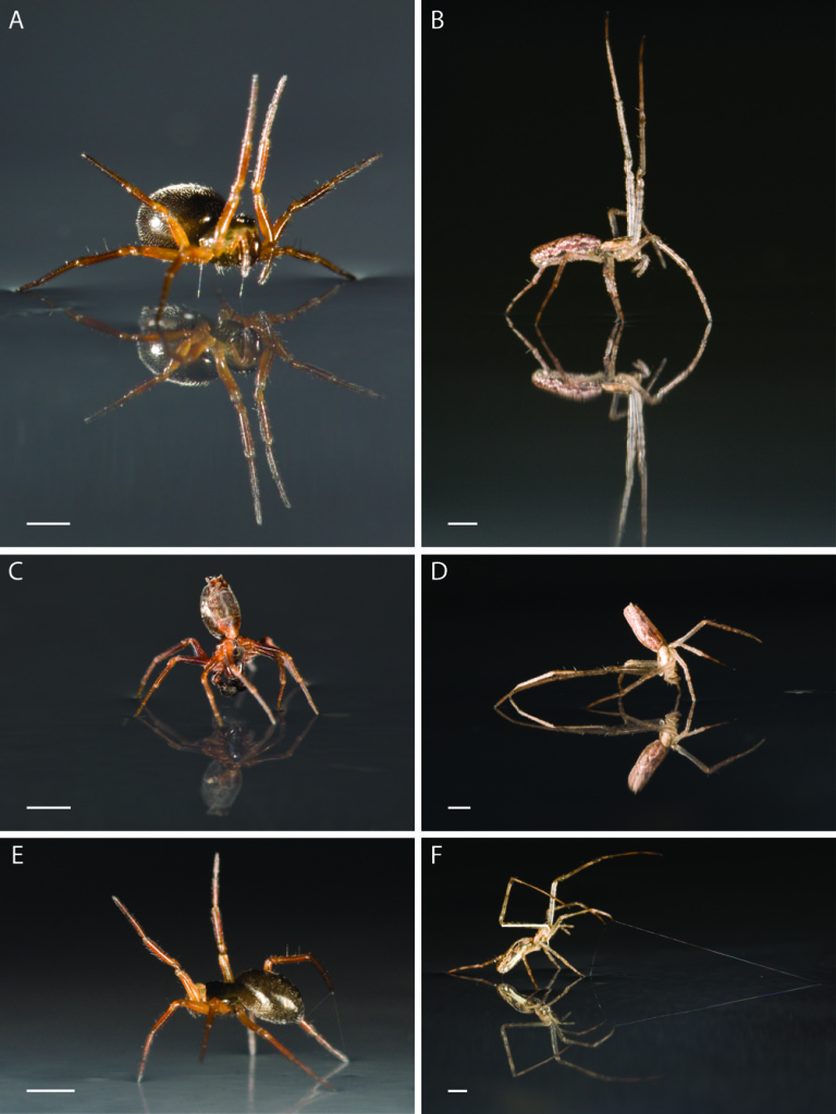 BMC Series blog Seafaring spiders set sail for distant shores