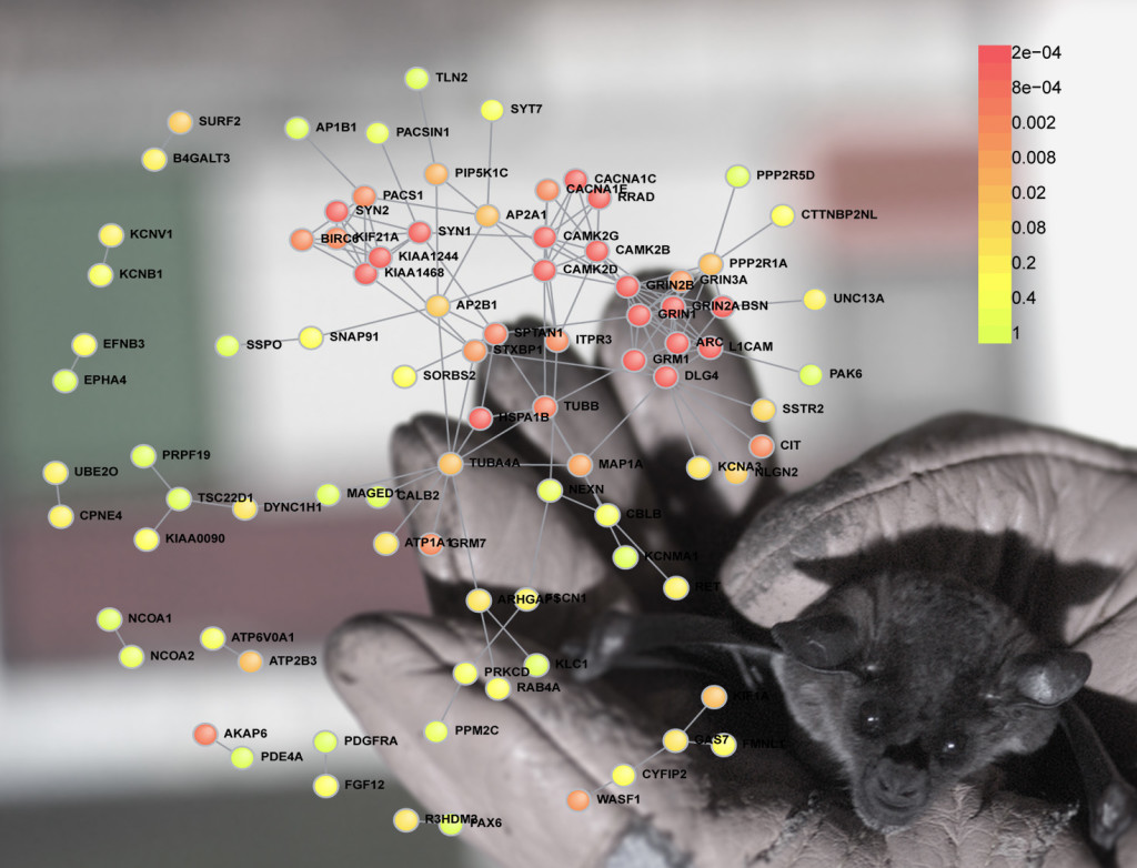 BMC Series blog What can bats teach us about human language, diseases ...