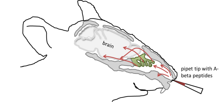 BMC Series blog Sniffing out a new mouse model for investigating ...