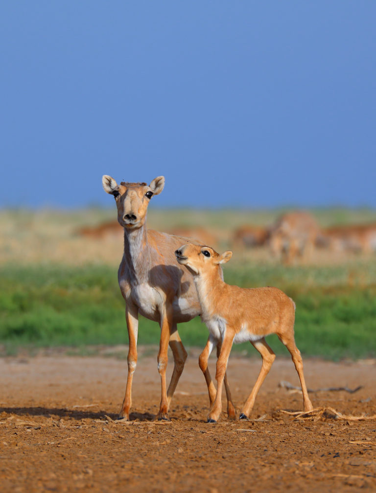 BMC Series blog 2016 BMC Ecology Image Competition – The Winning Images!