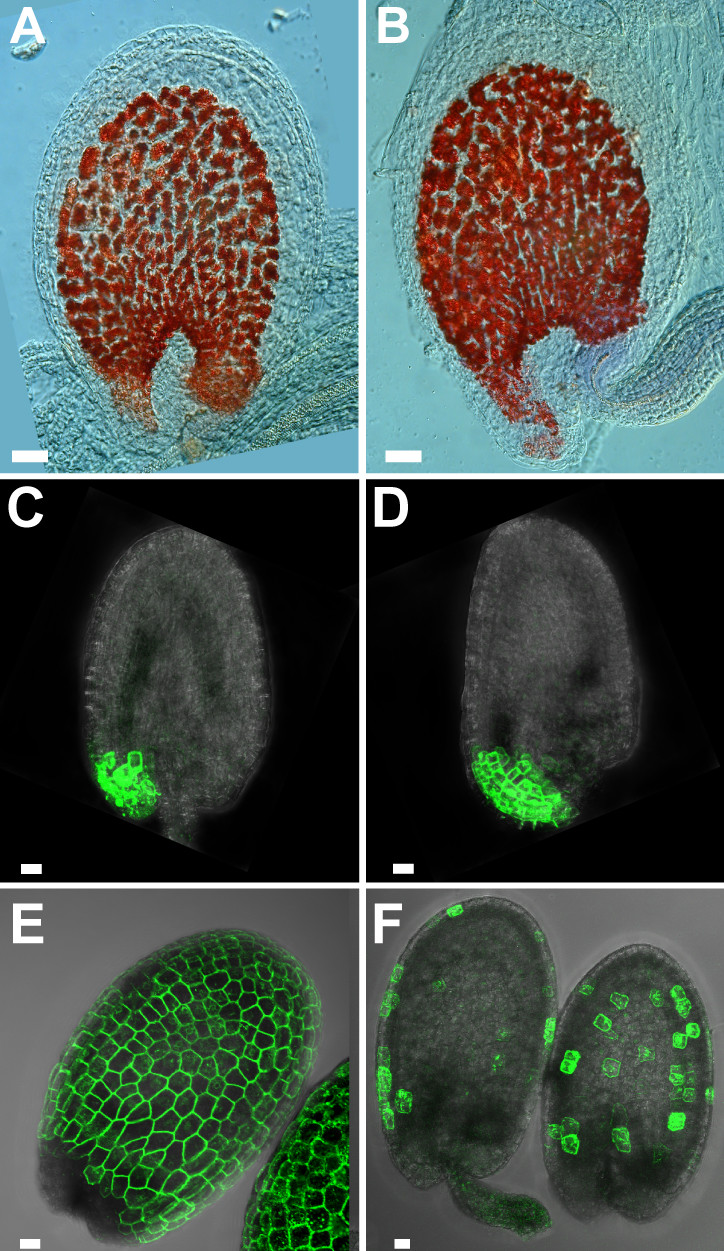 BMC Series blog BMC Plant Biology: Celebrating 15 years in pictures