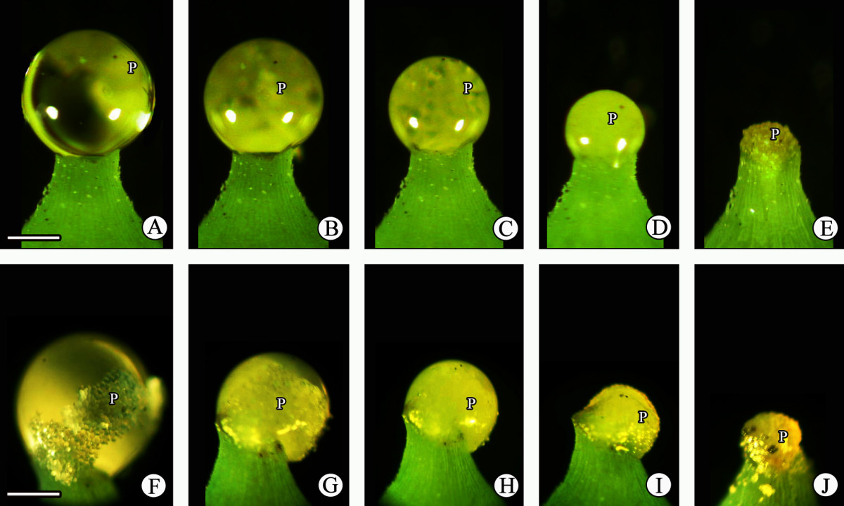 BMC Series blog BMC Plant Biology: Celebrating 15 years in pictures