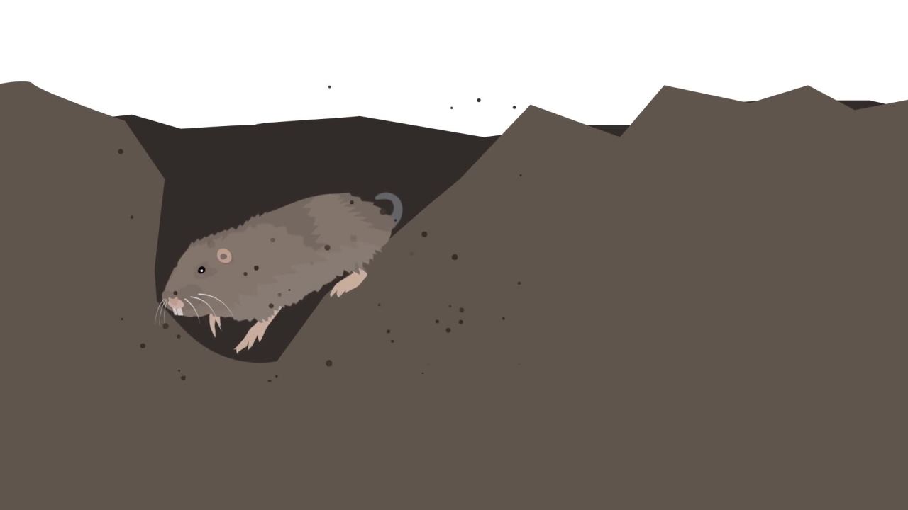 Digging into gopher evolution - BMC Series blog