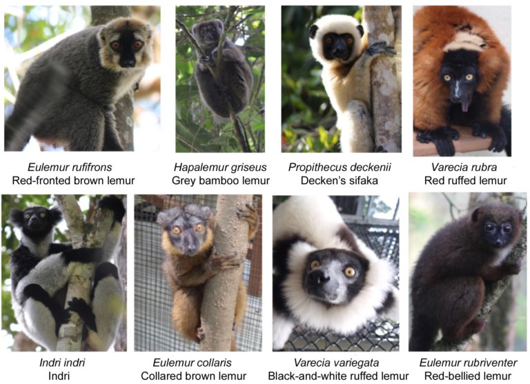 BMC Series blog Picking a lemur out of a line-up: introducing ...