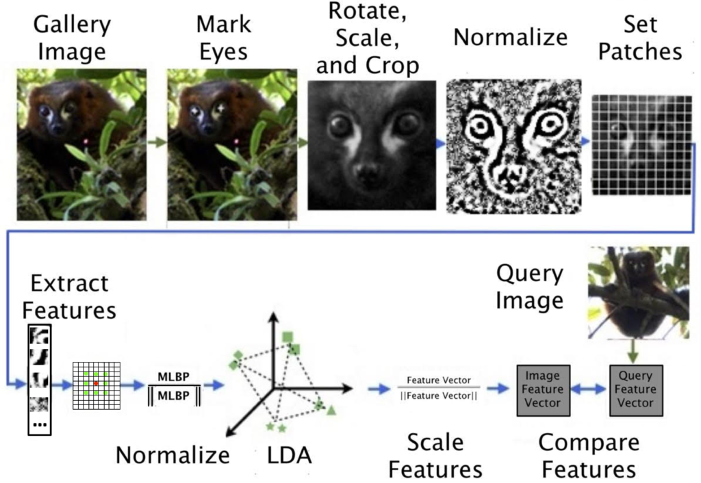 BMC Series blog Picking a lemur out of a line-up: introducing ...