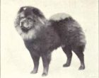 BMC Series blog The ancient origins of the Chow Chow