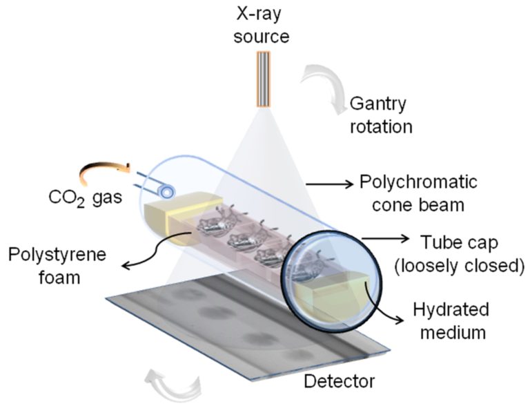 BMC Series blog Non-destructive 3D visualization of whole-body live insects