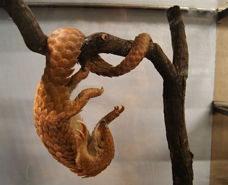BMC Series blog Pangolins: the world’s cutest creature you’ve never ...