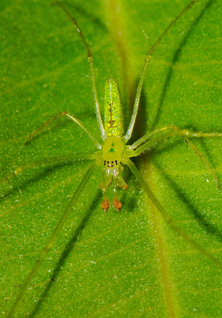 BMC Series blog Hawaiian spiders teach us about how explosive ...