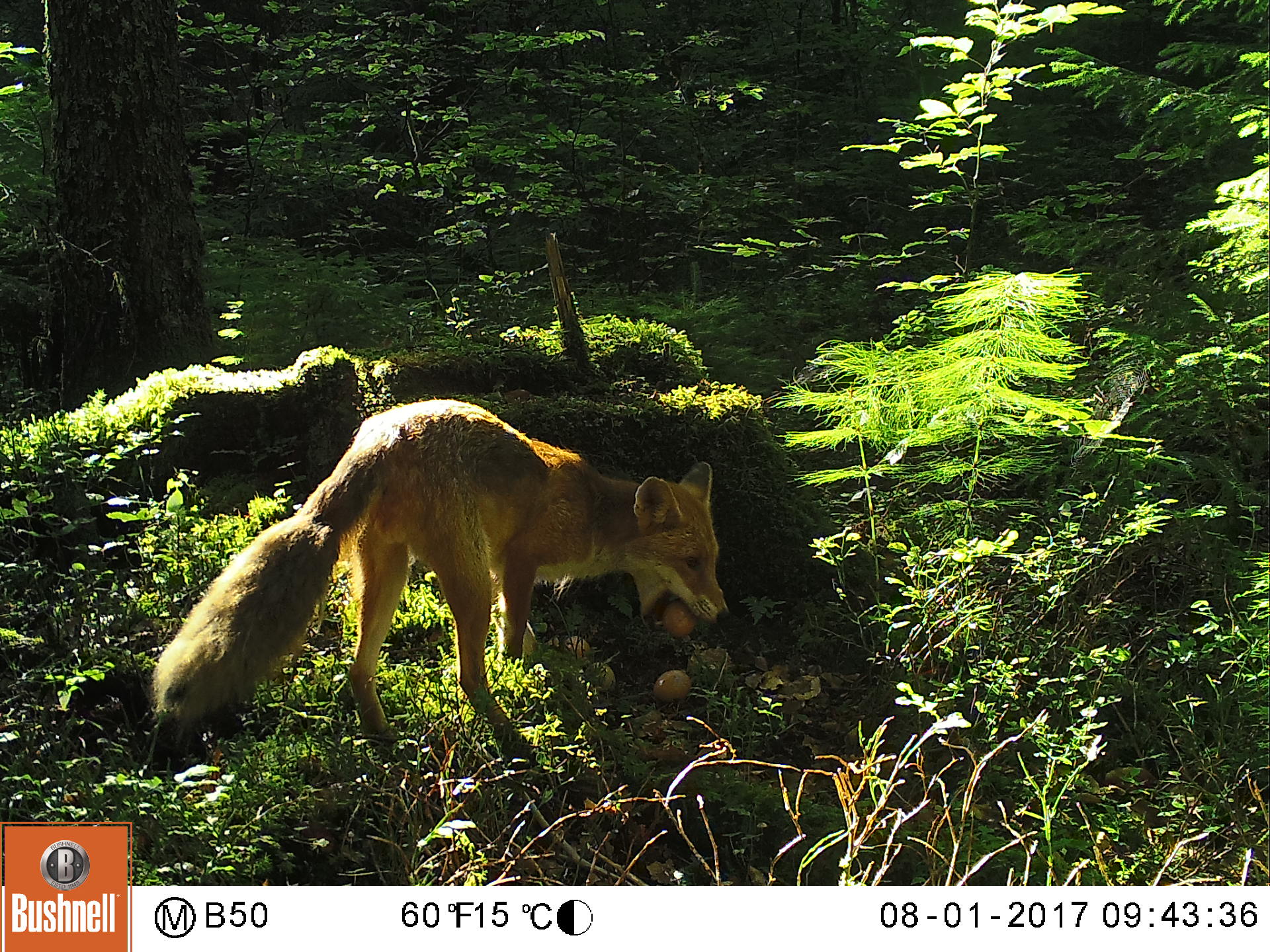 BMC Series blog Culled foxes are dead, but not gone: No evidence for ...