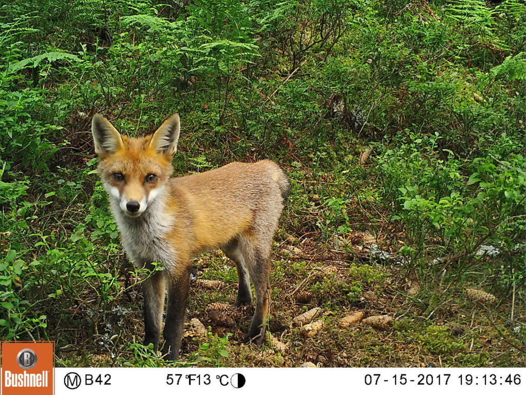 BMC Series blog Culled foxes are dead, but not gone: No evidence for ...