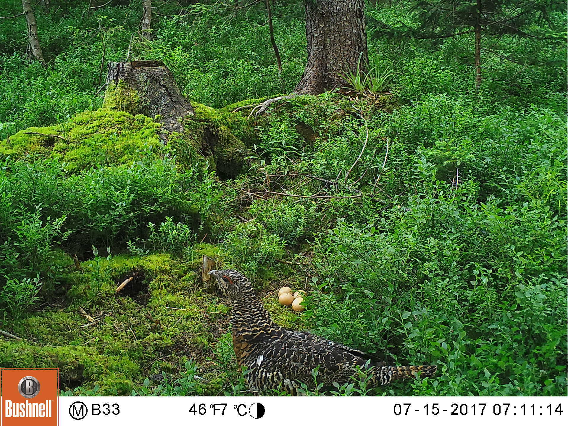 BMC Series blog Culled foxes are dead, but not gone: No evidence for ...