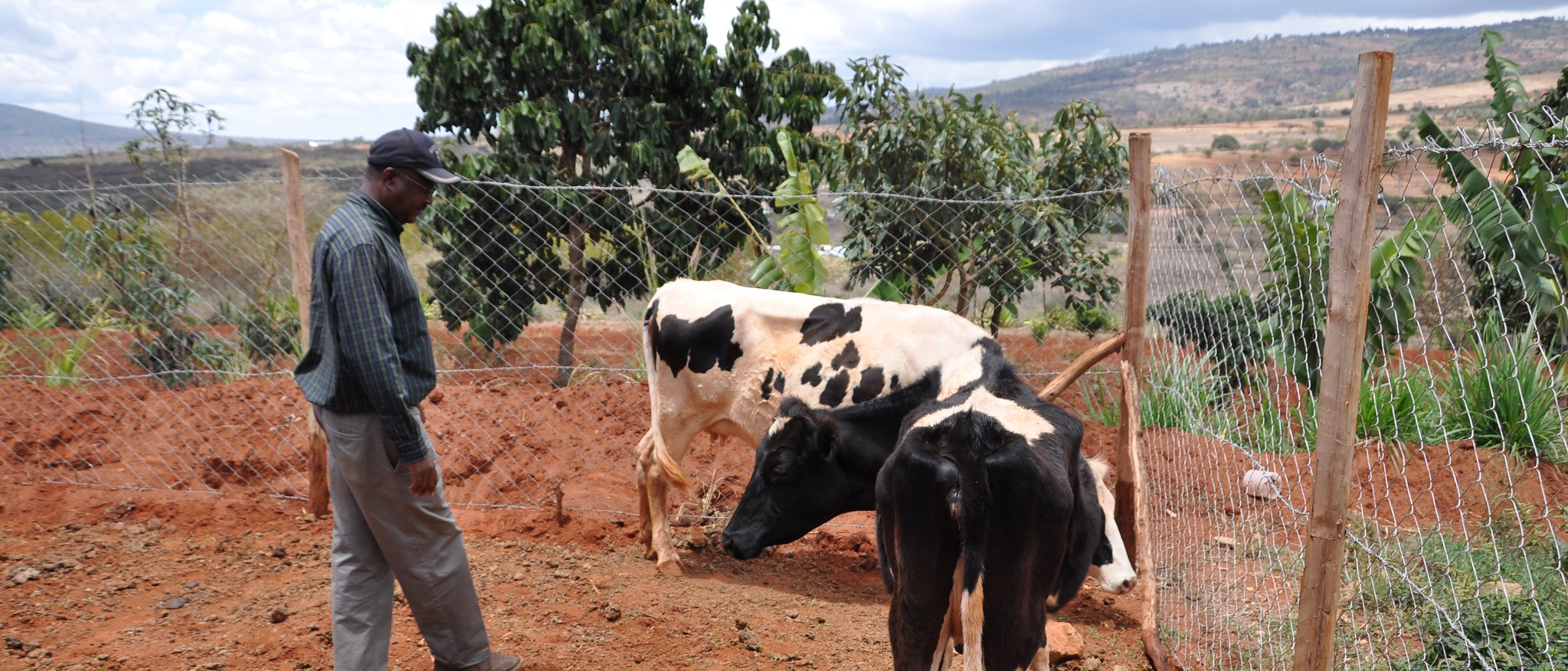 BMC Series blog Q&A on Paratuberculosis in livestock: insights to a ...