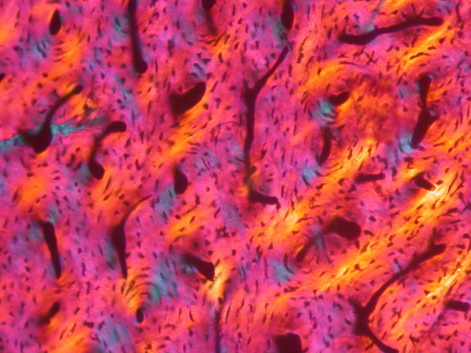 BMC Series blog 2024 BMC Ecology and Evolution and BMC Zoology Image ...