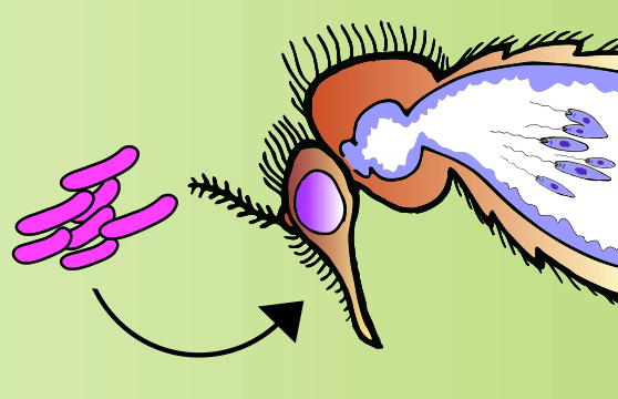 BugBitten Clash of the pathogens – human pathogen protects its sand fly ...