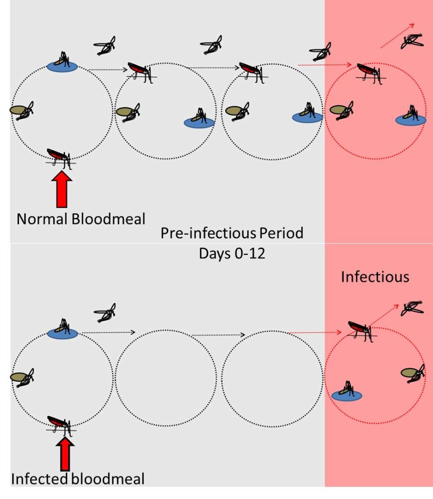 BugBitten Unraveling how infection changes mosquito blood feeding