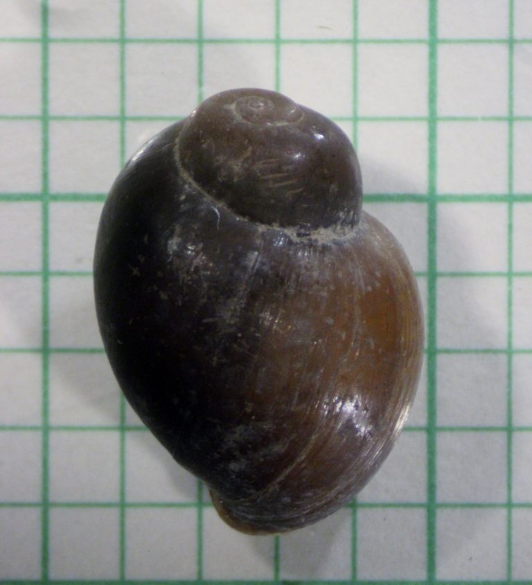 BugBitten Schistosomiasis Outbreak in Corsica, France