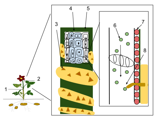 BugBitten Tomato plants fight a parasite