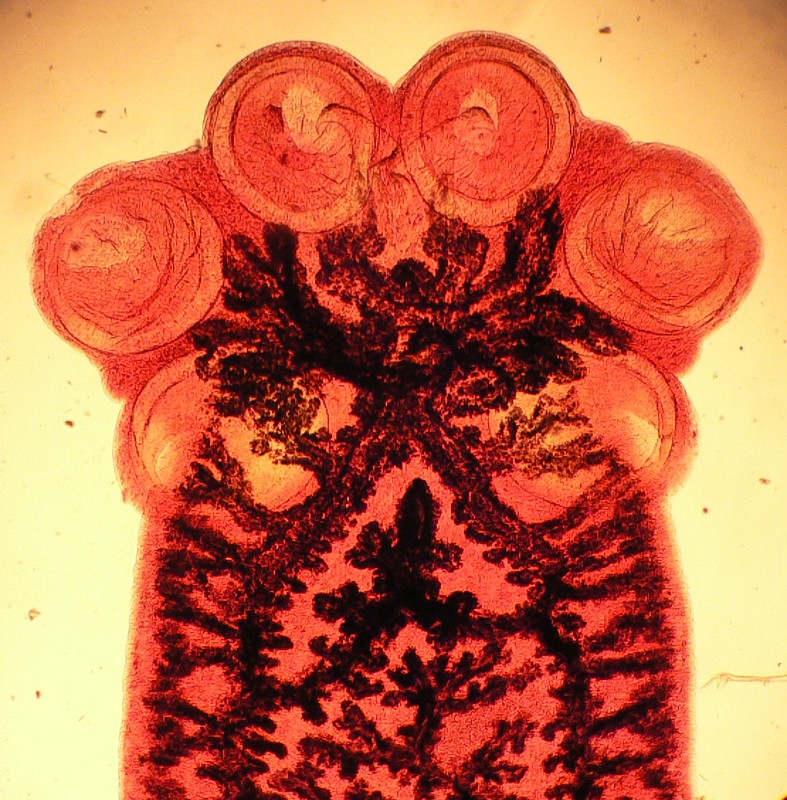 BugBitten Searching for a transparent parasite