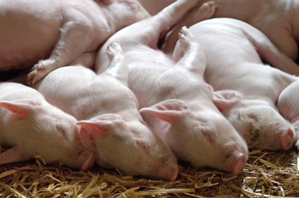 BugBitten Why Vaccinate Pigs Against Parasites?