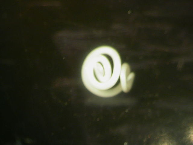 BugBitten Does your sushi contain parasites?