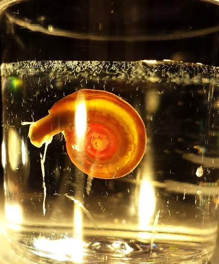 Schistosome infections in snails alter snail physiology - BugBitten