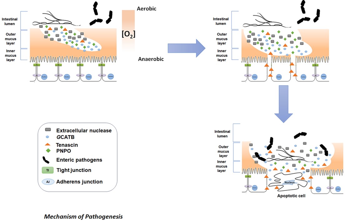 BugBitten Giardiasis from Proteomics to Pathogenesis