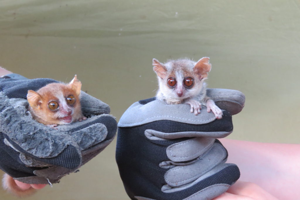 BugBitten Bringing light into the dark: investigating ectoparasites of ...