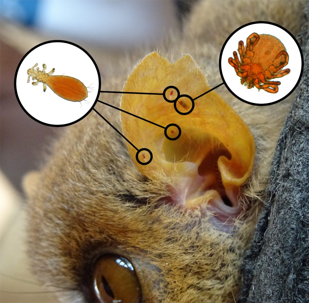 Bringing light into the dark: investigating ectoparasites of tiny ...