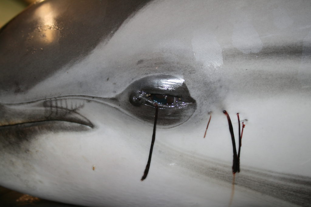 BugBitten Parasites: meal or squeal?