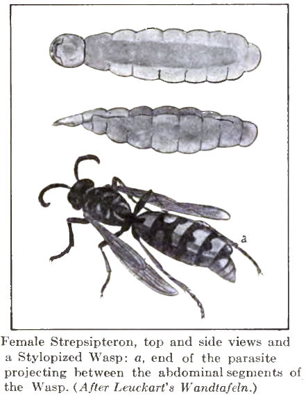 BugBitten A remarkable wasp parasite