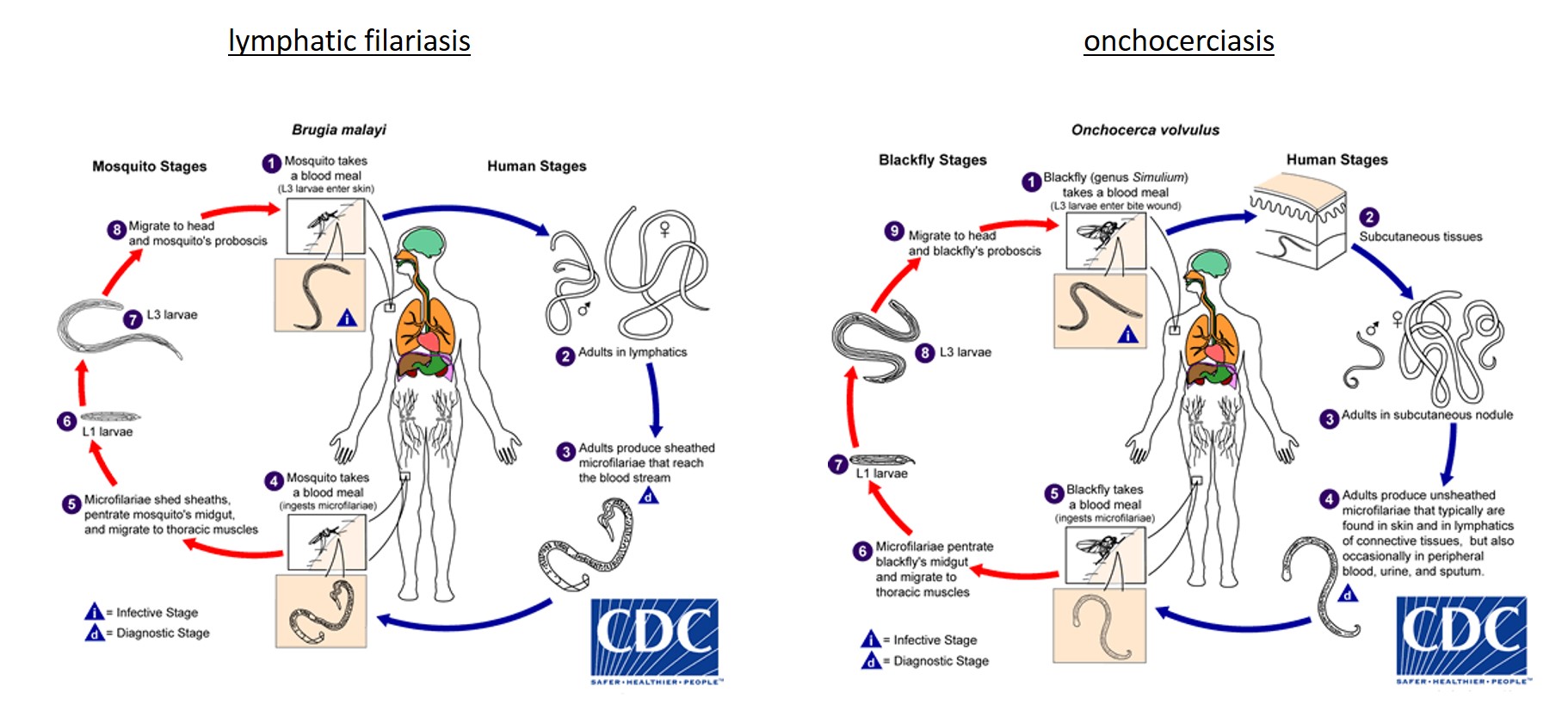 BugBitten Seeking and sourcing safe, fast acting macrofilaricides