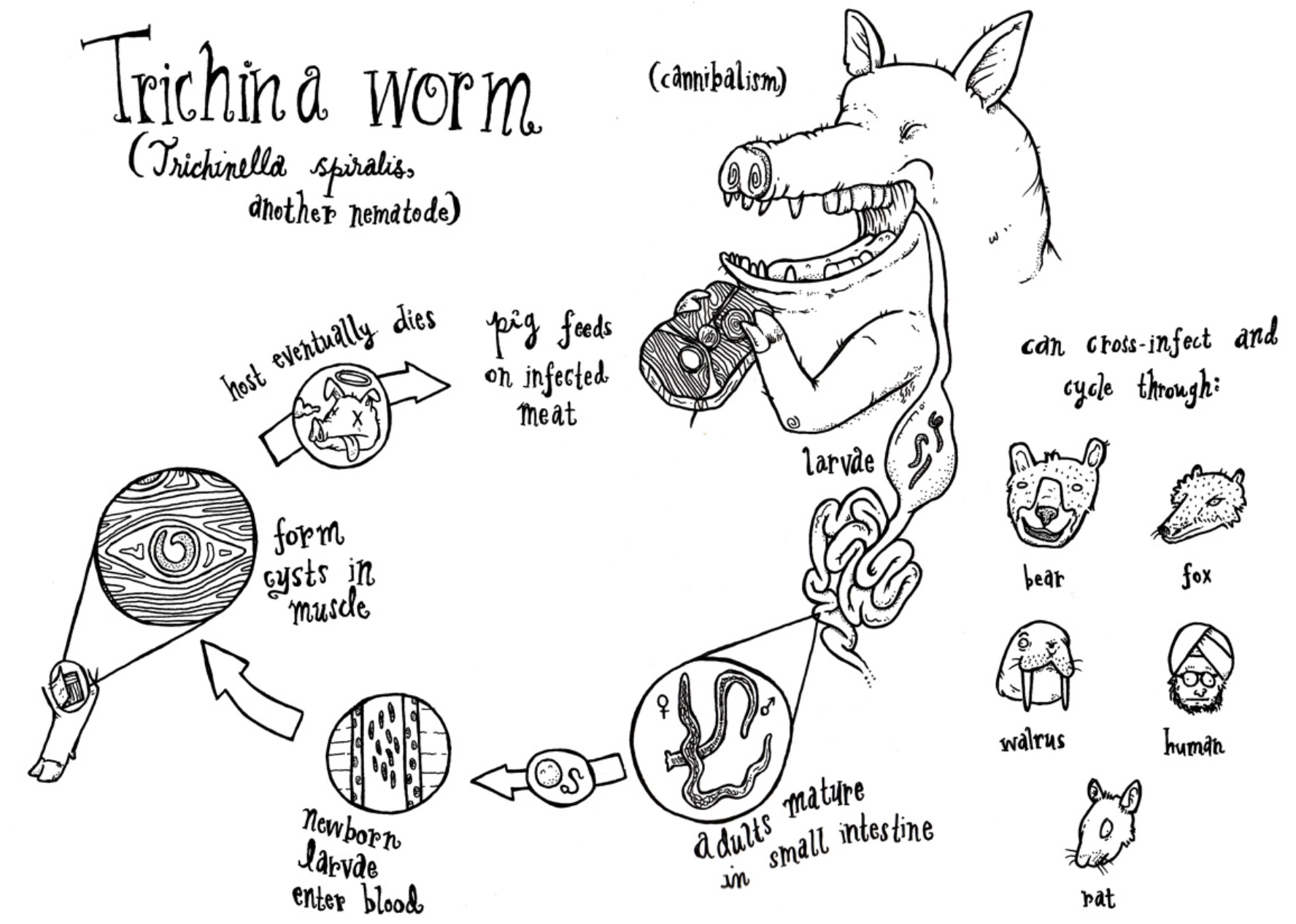 BugBitten Comparative genomics of the major parasitic worms