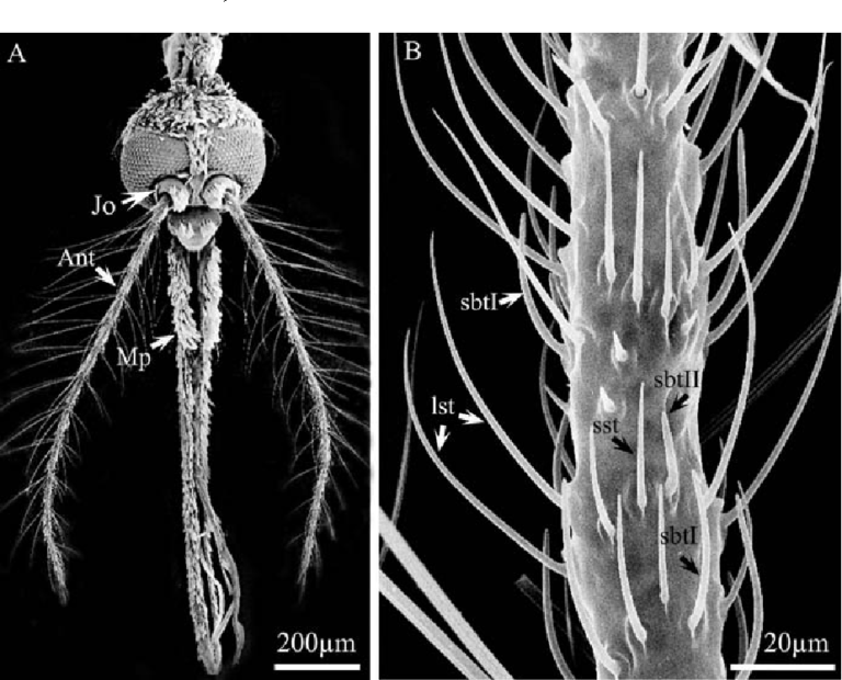 BugBitten Receptors that help mosquitoes smell us
