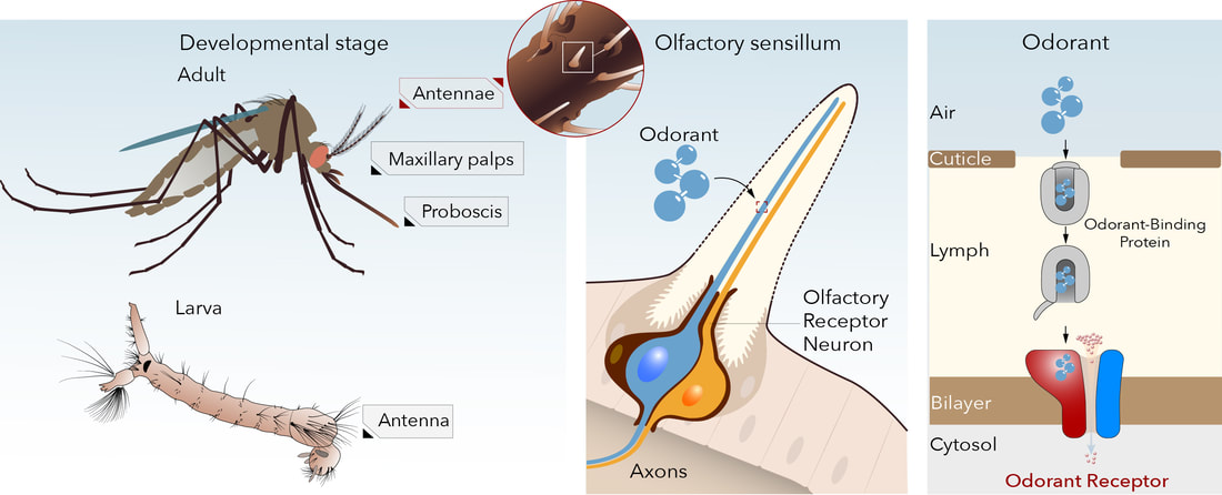 BugBitten Receptors that help mosquitoes smell us