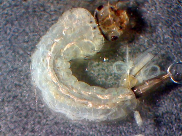 BugBitten Mermithid nematodes to control malaria transmission