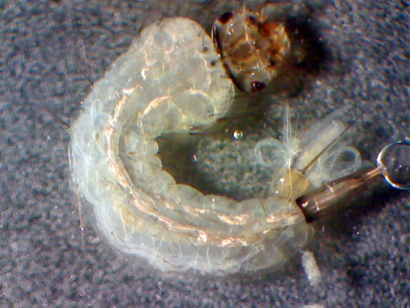 BugBitten Mermithid nematodes to control malaria transmission