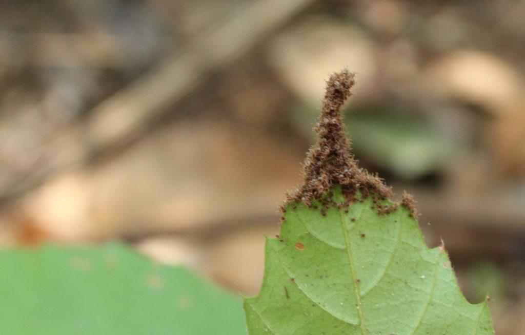 BugBitten World’s largest rodent and its role in the emergence of ...