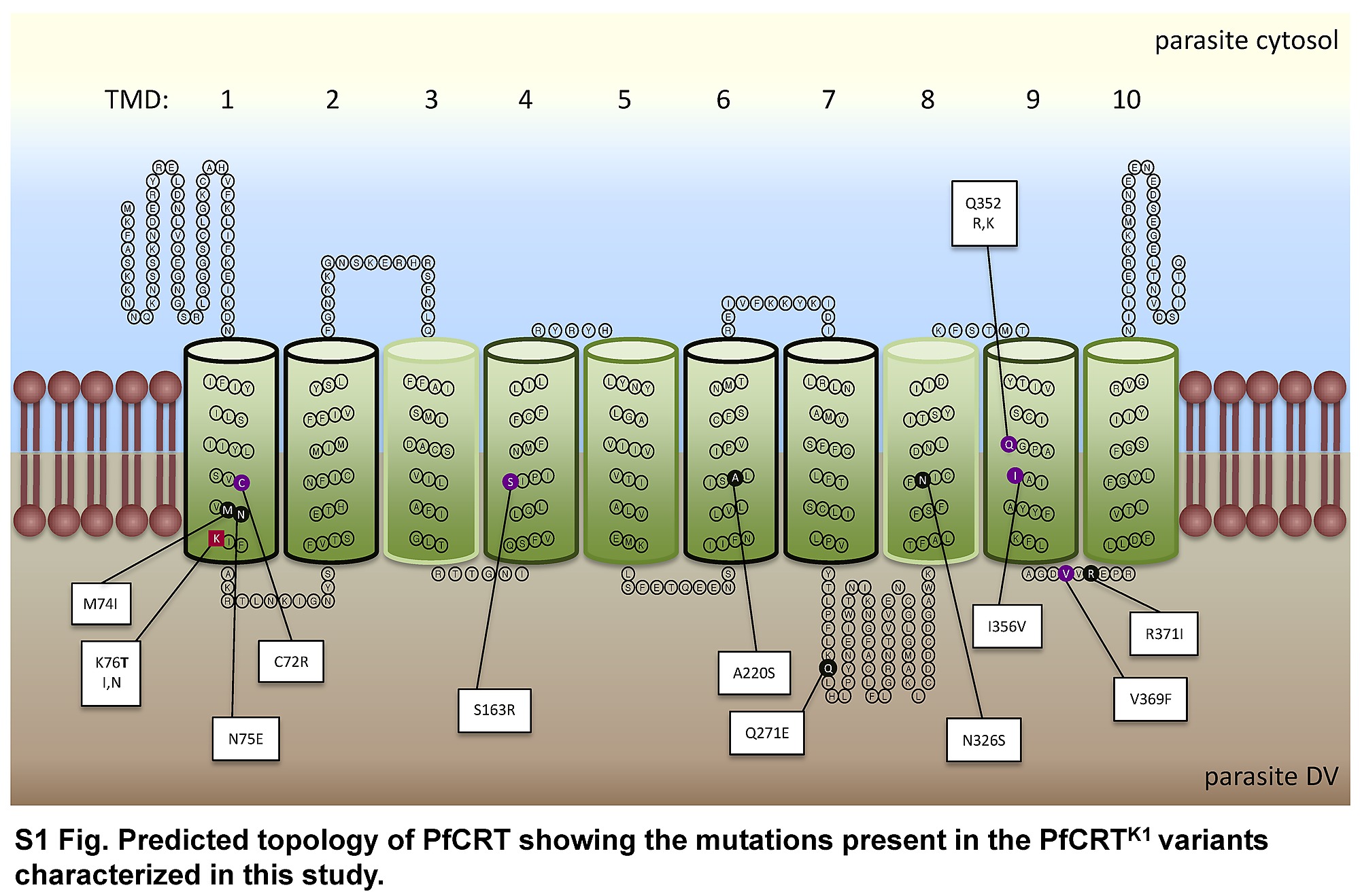 BugBitten Malaria: understanding drug resistance
