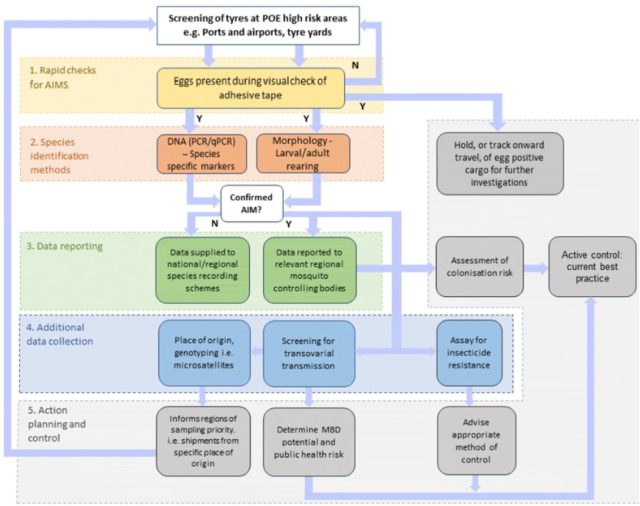 BugBitten Sticking it to invasive Aedes mosquitoes