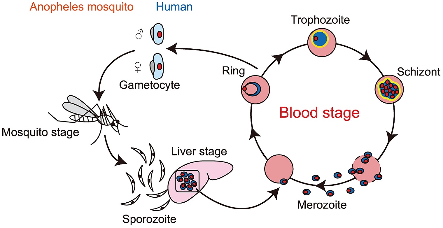 BugBitten A promising new malaria vaccine candidate