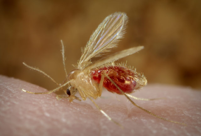 BugBitten European bats discovered as hosts for leishmaniasis infection