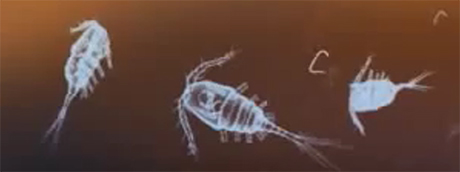 BugBitten Bad news for Guinea worms